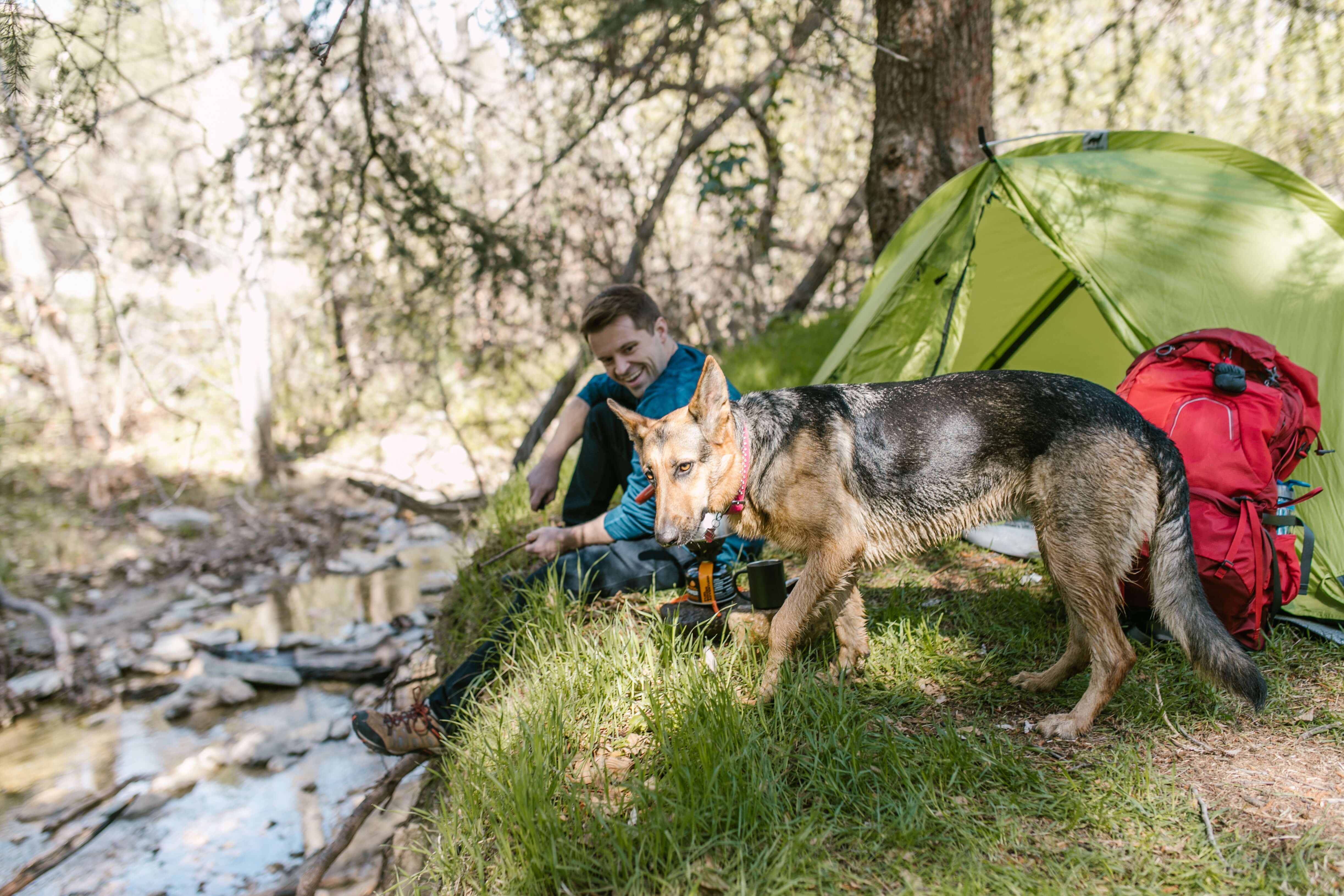 Camping With A Dog: Tips For Pet Owners - Maya Pet